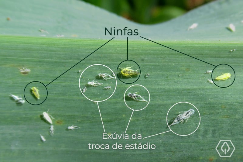 Cigarrinha-do-milho: quais os danos e como fazer um bom controle? Cigarrinha-do-milho: quais os danos e como fazer um bom controle?